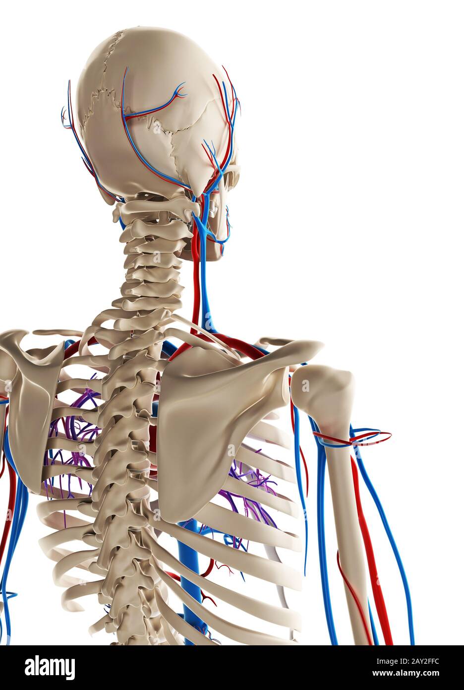 3d rendered illustration - vascular system Stock Photo - Alamy