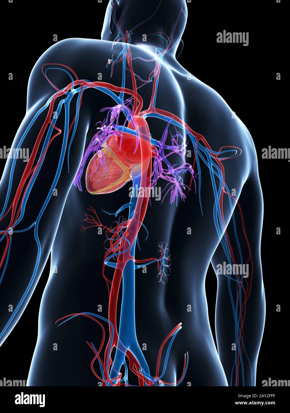3d rendered illustration of the human vascular system Stock Photo - Alamy