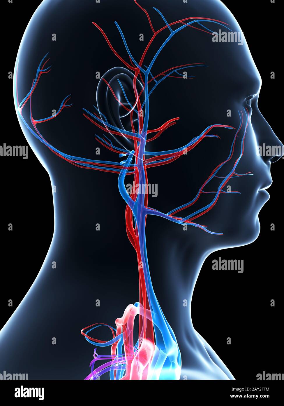 3d rendered illustration of the human vascular system Stock Photo - Alamy