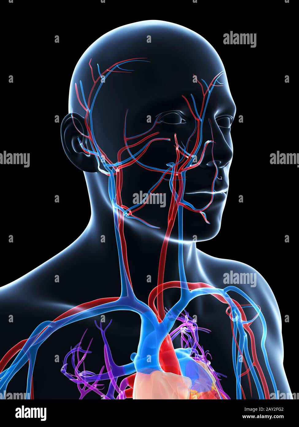 Human vascular system hi-res stock photography and images - Alamy