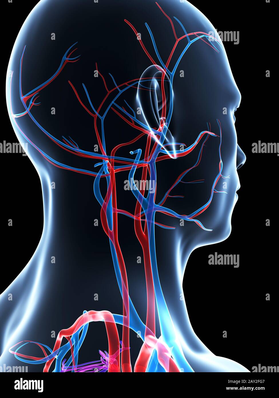 3d rendered illustration of the human vascular system Stock Photo - Alamy