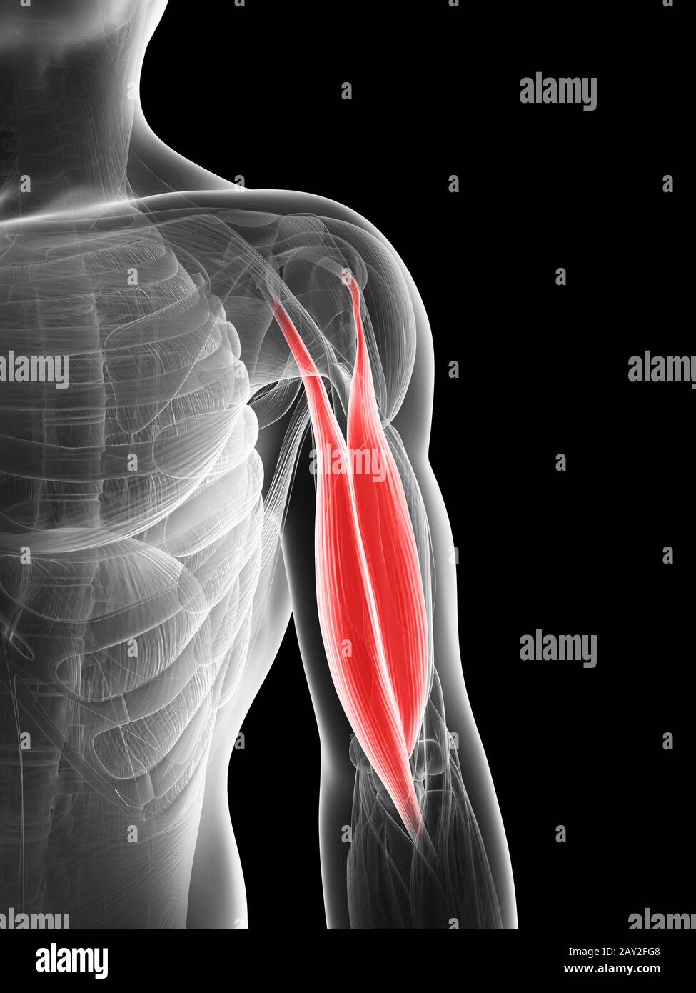 Biceps brachii hi-res stock photography and images - Alamy