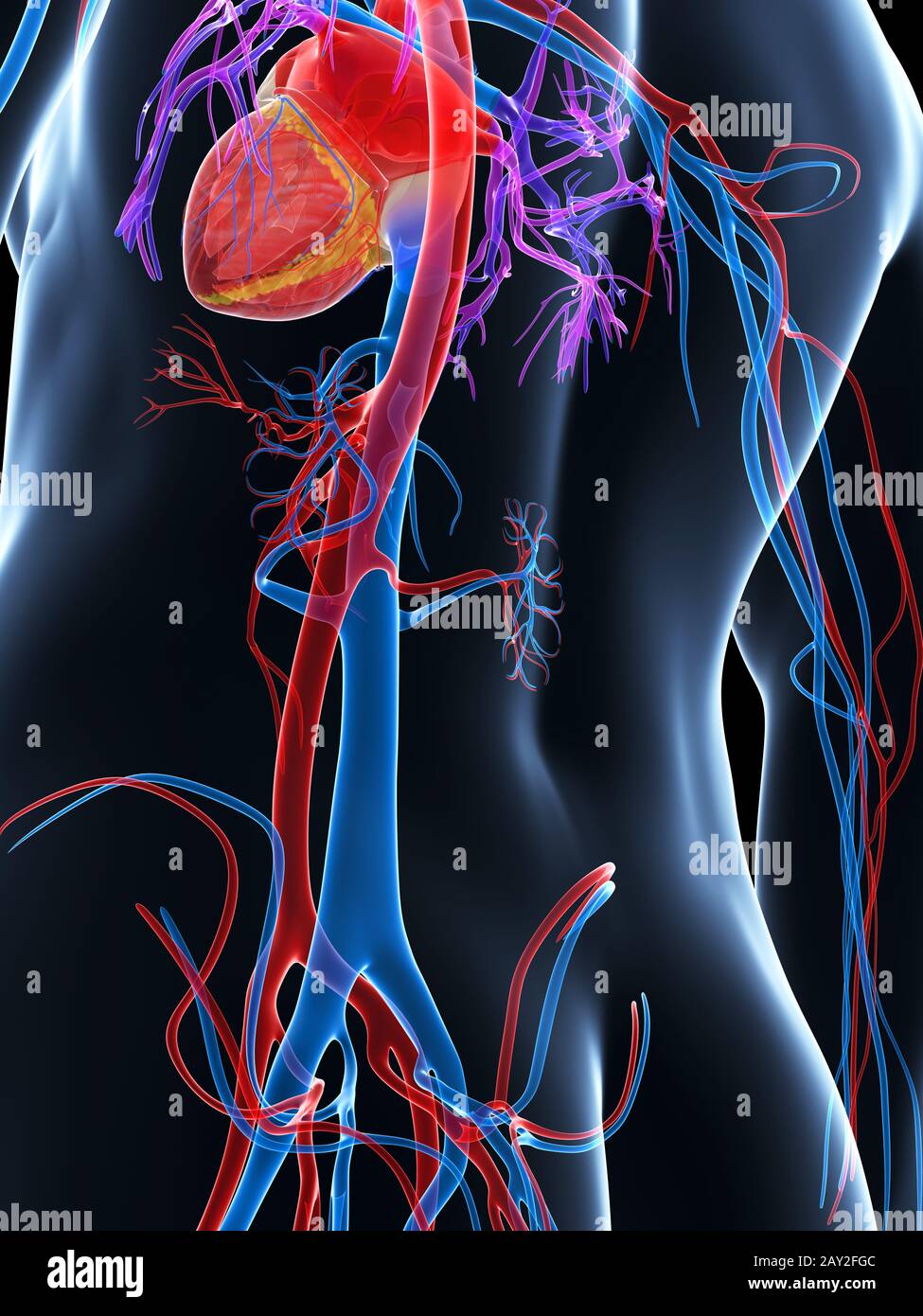 3d rendered illustration of the human vascular system Stock Photo - Alamy