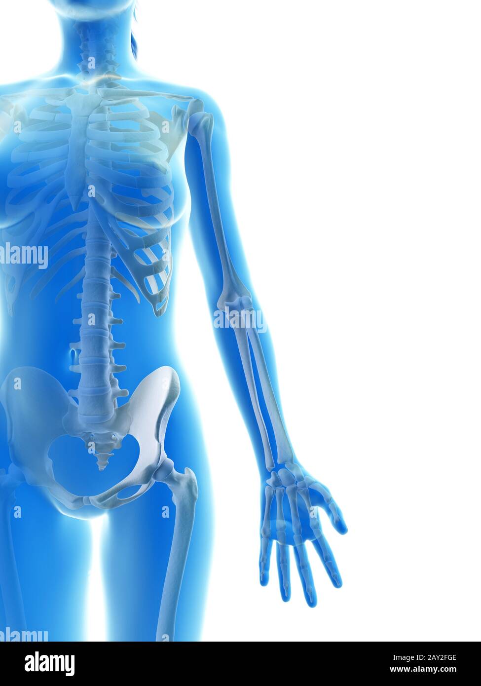 rendered illustration of the arm bones Stock Photo - Alamy