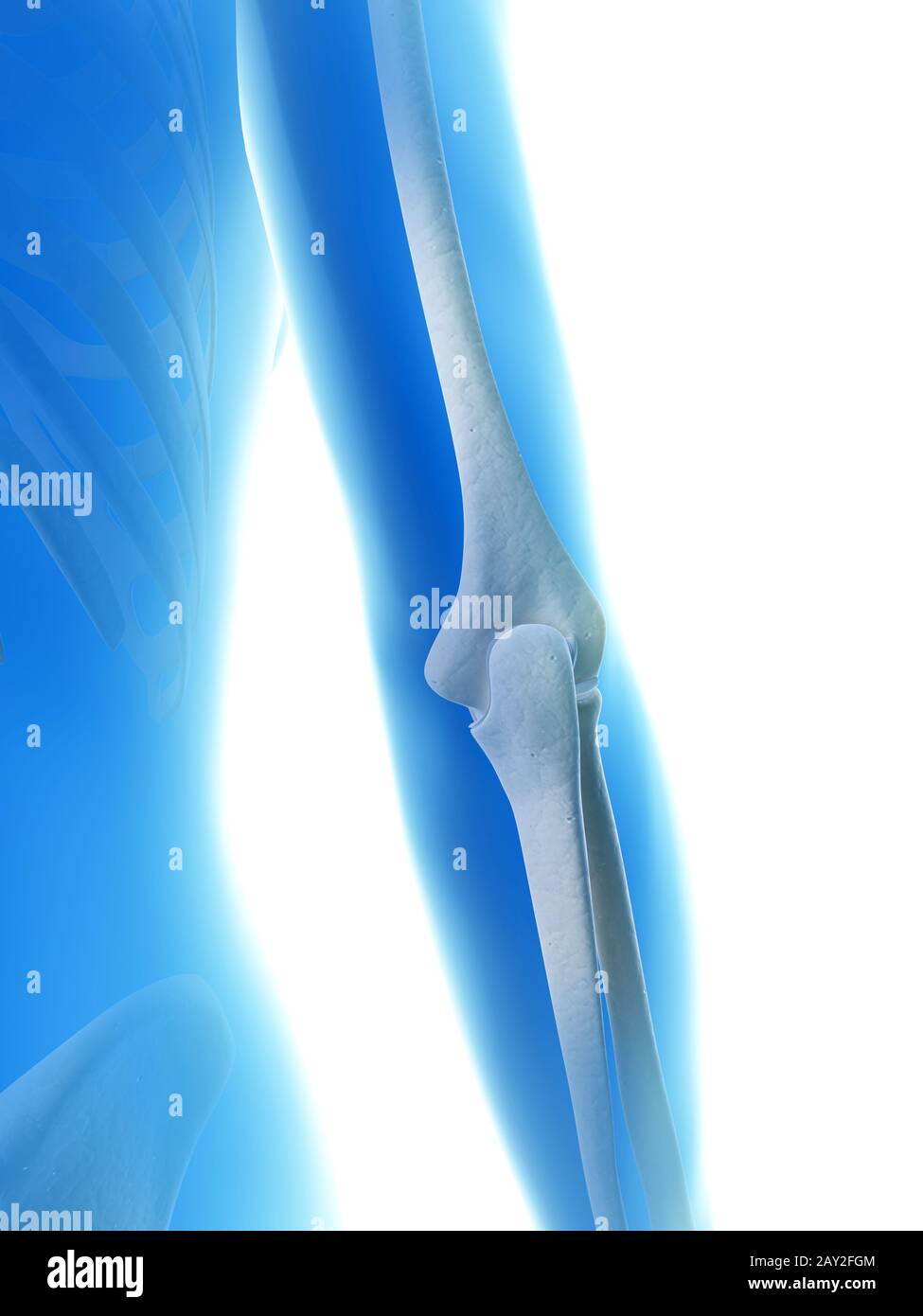 rendered illustration of the elbow joint Stock Photo - Alamy