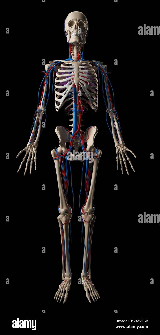 3d rendered illustration - vascular system Stock Photo - Alamy