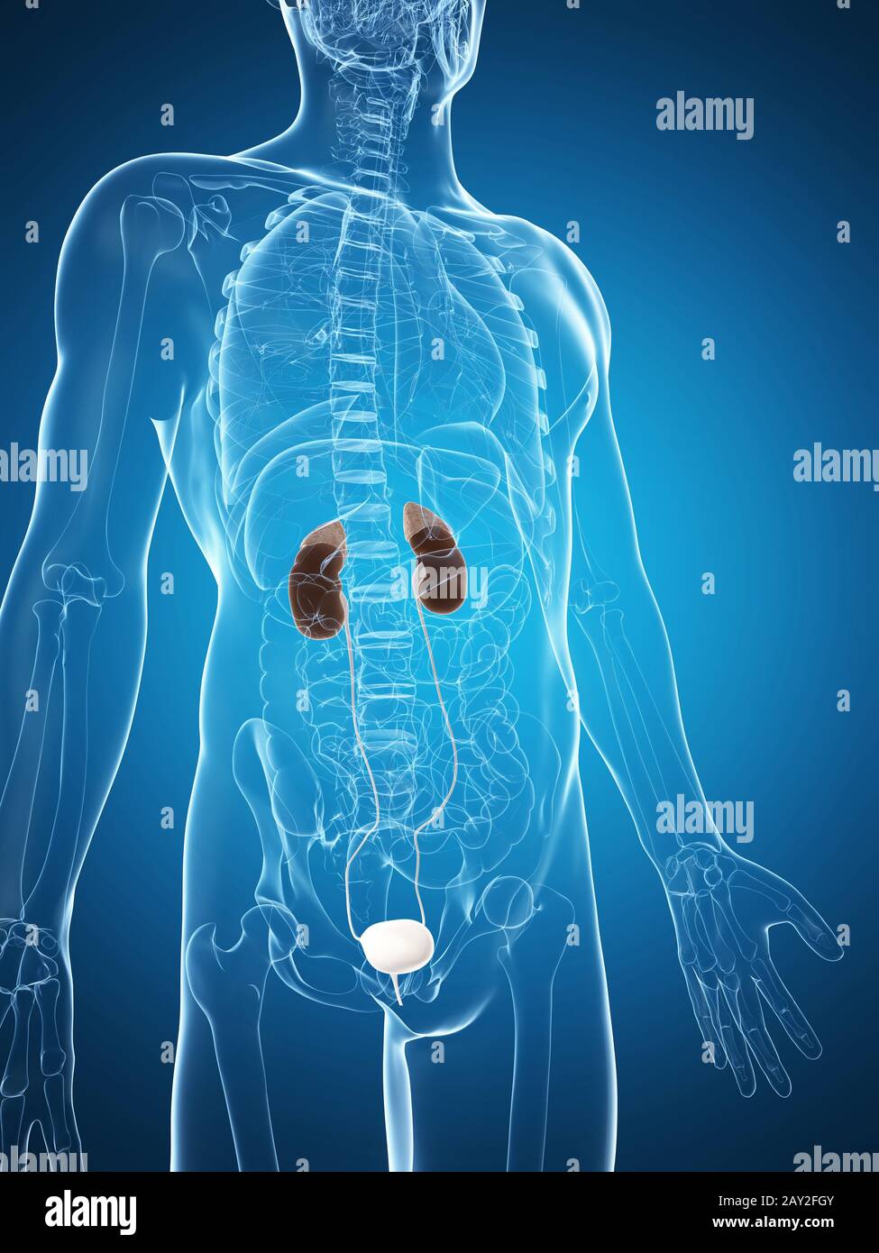 3d rendered illustration of the male kidneys Stock Photo - Alamy
