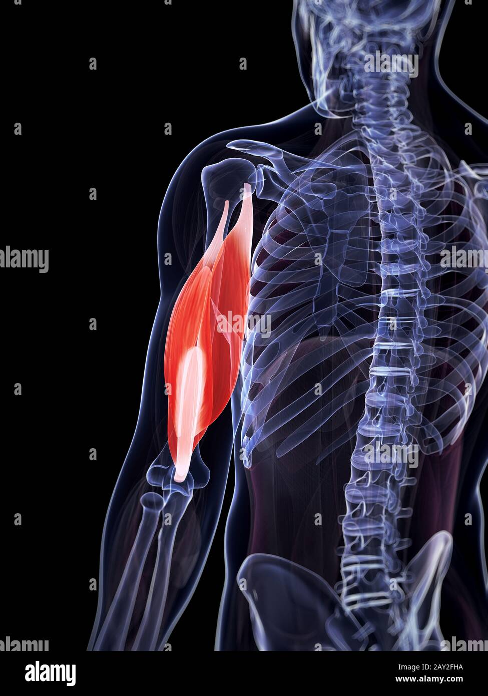 3d rendered illustration of the triceps Stock Photo - Alamy