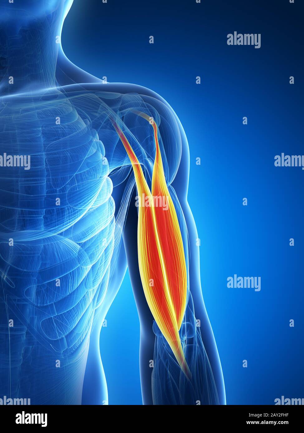 3d rendered illustration - biceps Stock Photo - Alamy