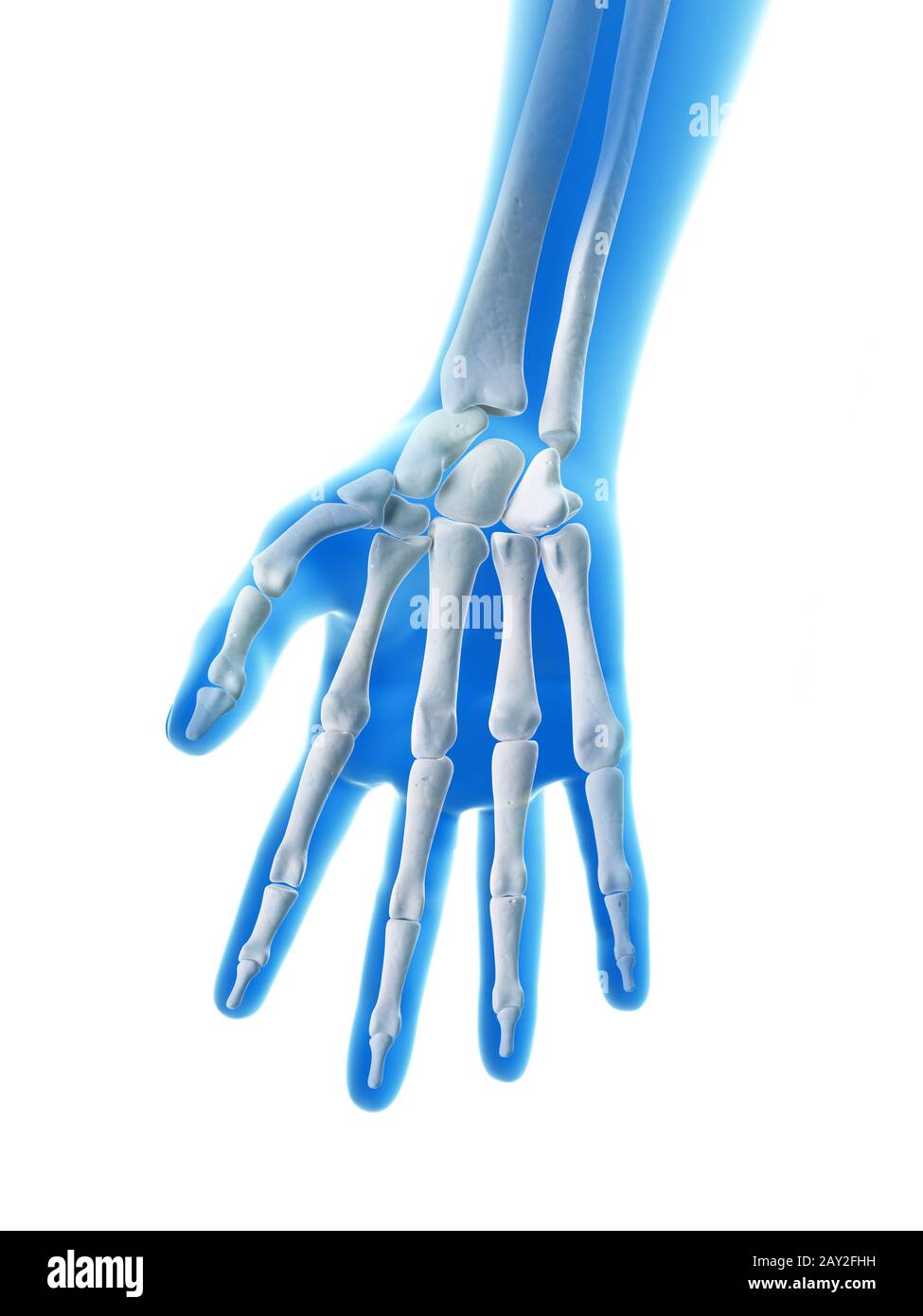 rendered illustration of the hand and finger bones Stock Photo - Alamy