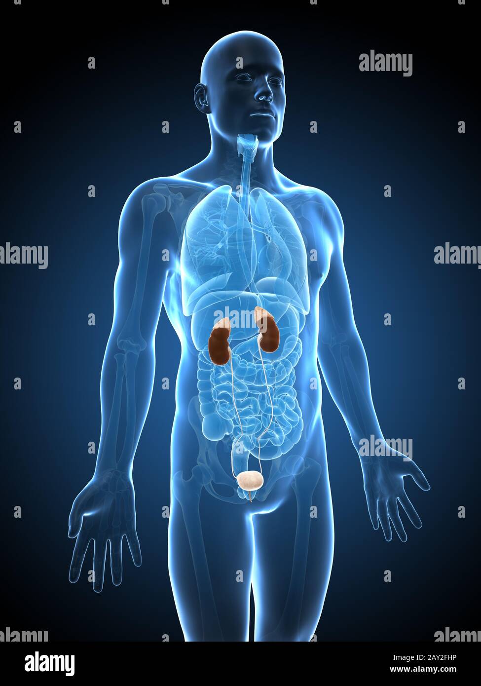 3d rendered illustration of the urinary system Stock Photo - Alamy