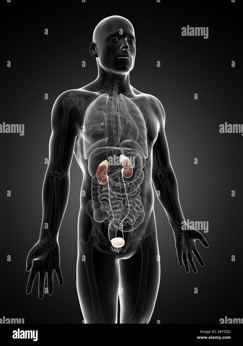 3d rendered illustration of the urinary system Stock Photo - Alamy