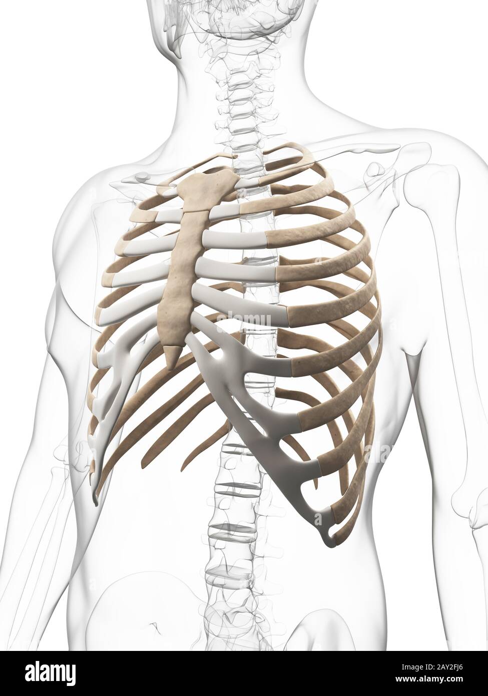 3d rendered illustration of the thorax Stock Photo - Alamy