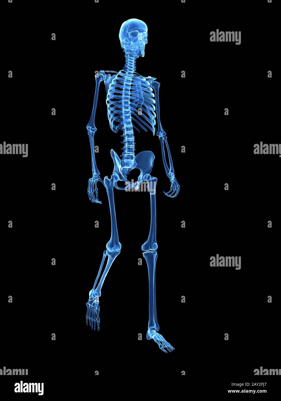 3d rendered medical illustration - walking skeleton Stock Photo - Alamy