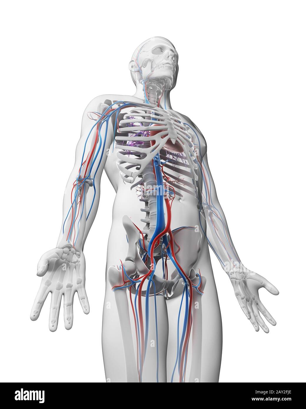 3d rendered illustration - vascular system Stock Photo - Alamy