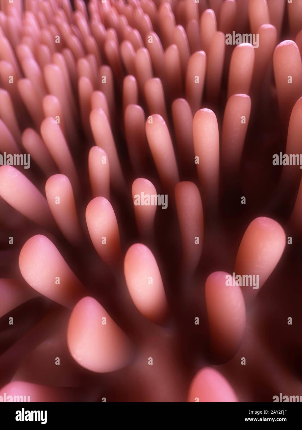 3d rendered illustration of colon villi Stock Photo - Alamy
