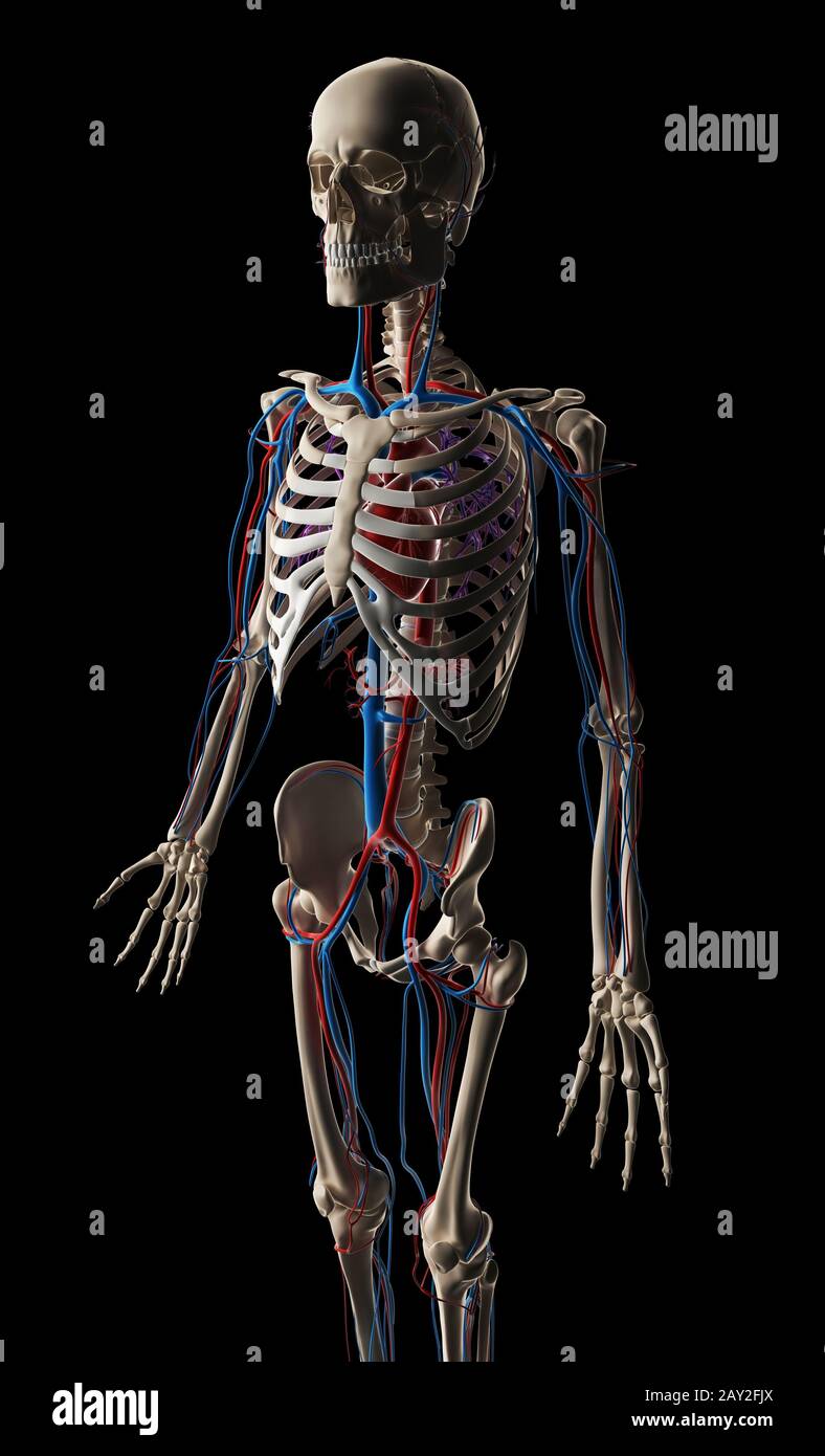 3d rendered illustration - vascular system Stock Photo - Alamy