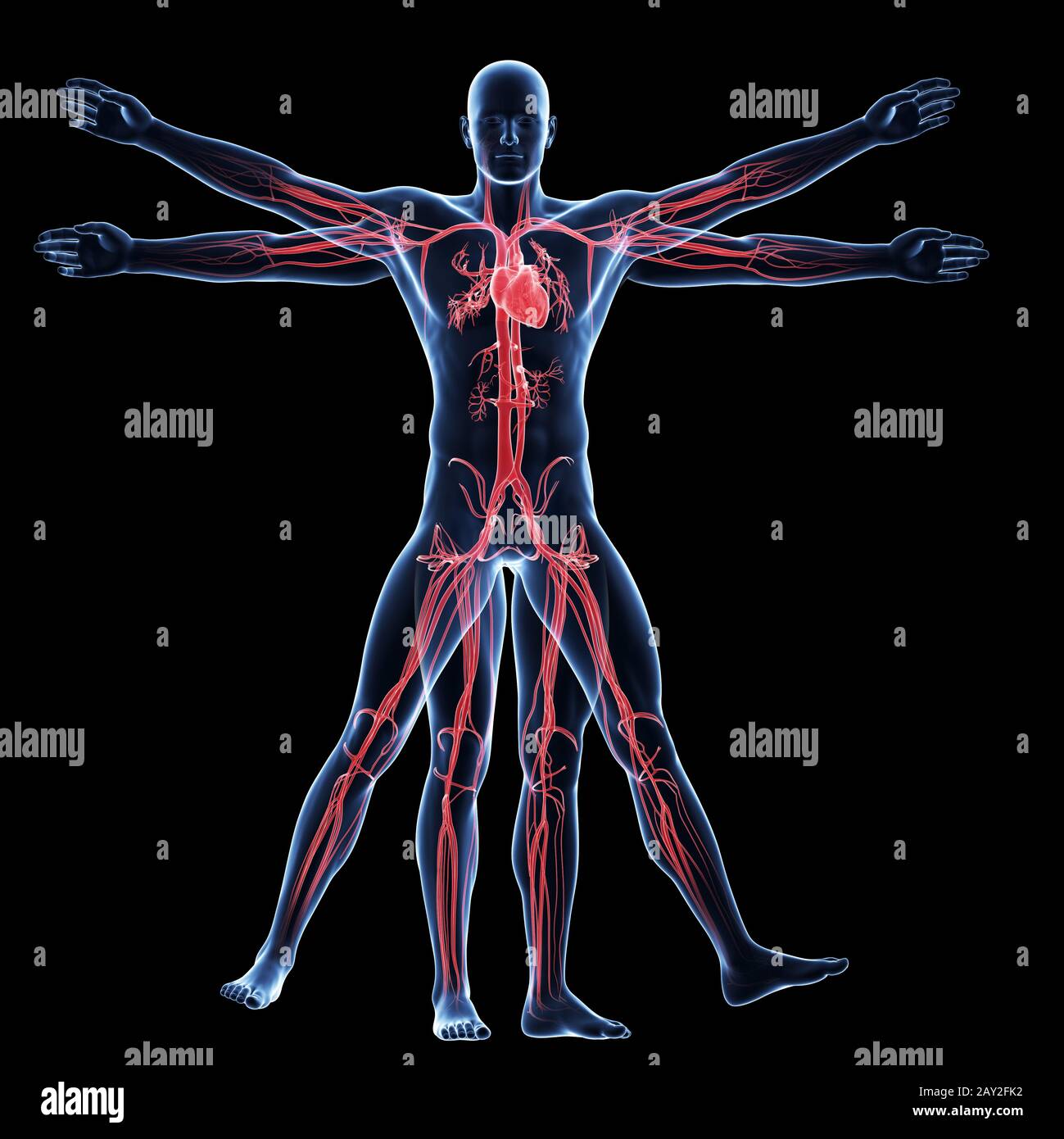 vitruvian man - vascular system Stock Photo - Alamy