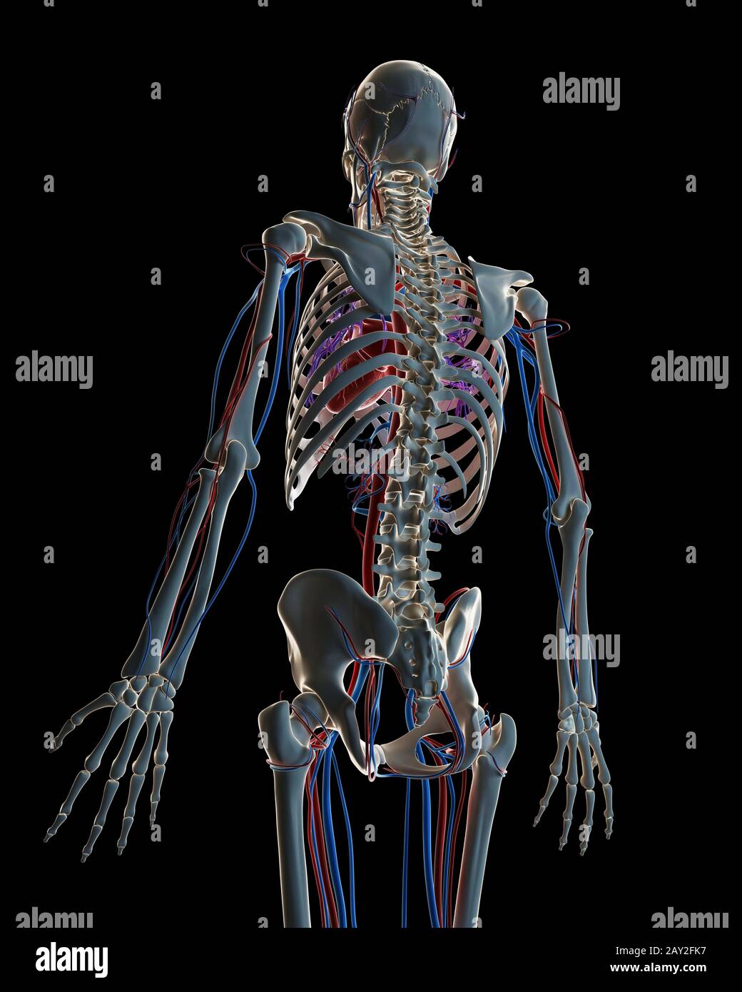 3d rendered illustration - vascular system Stock Photo - Alamy