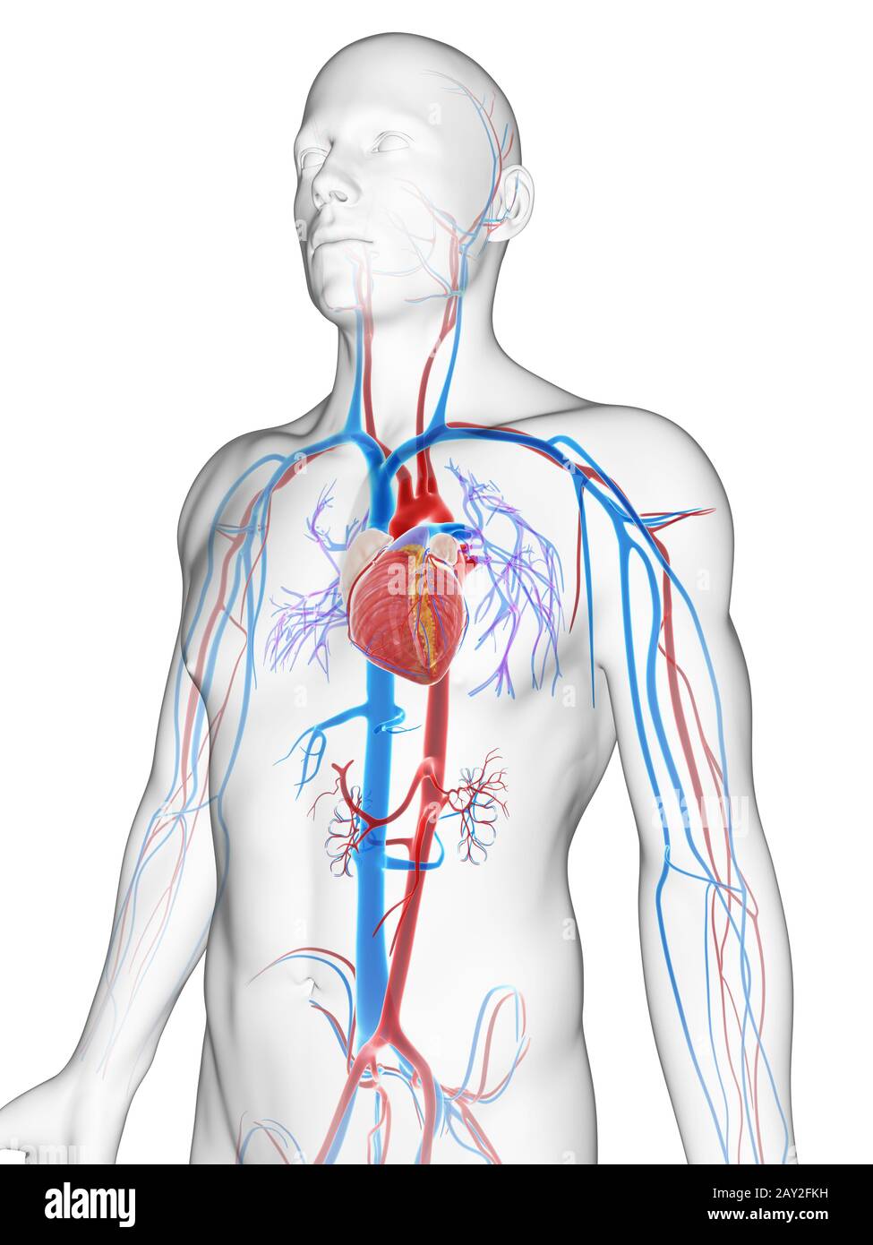 3d rendered illustration of the male vascular system Stock Photo - Alamy