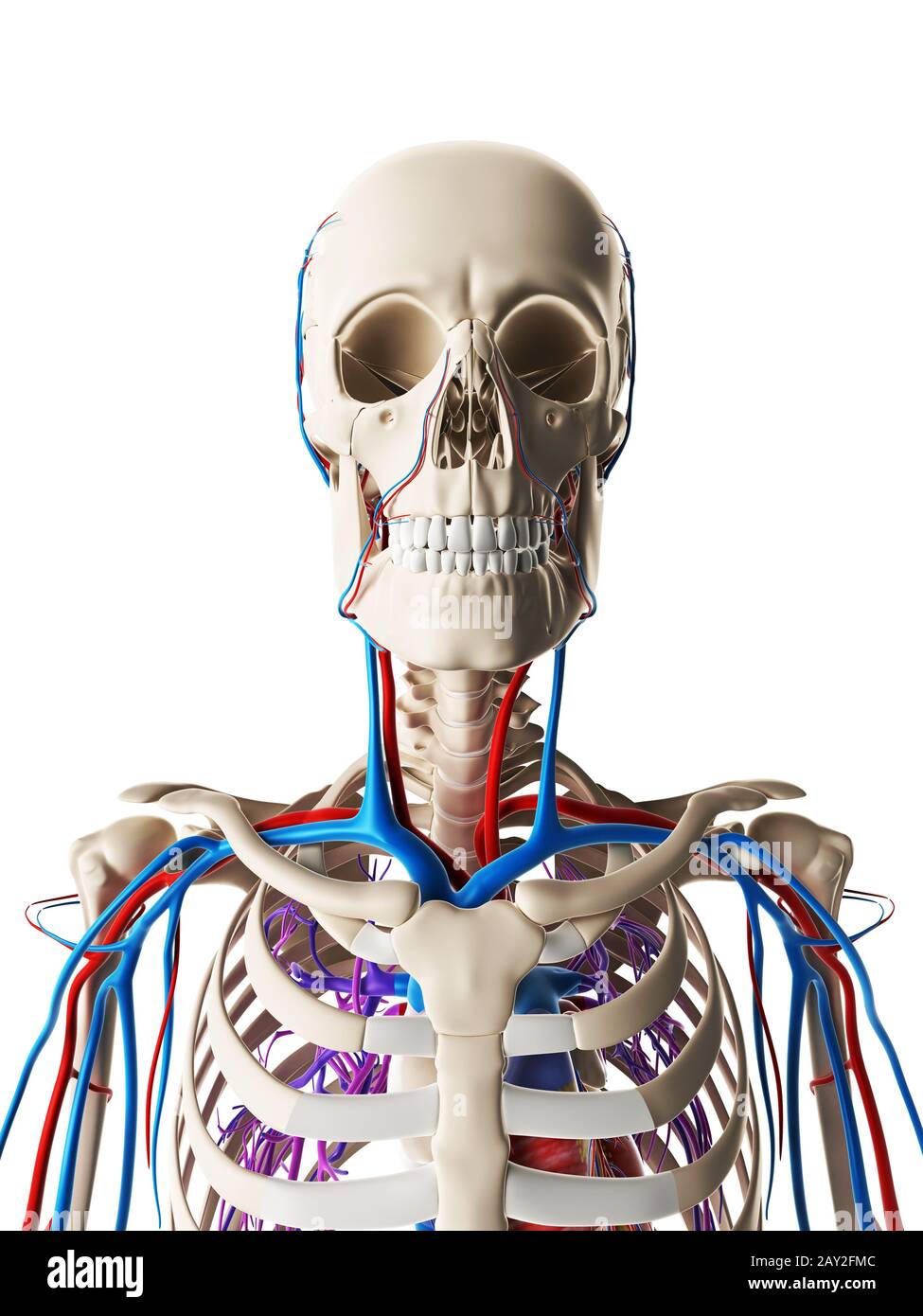 3d rendered illustration - vascular system Stock Photo - Alamy