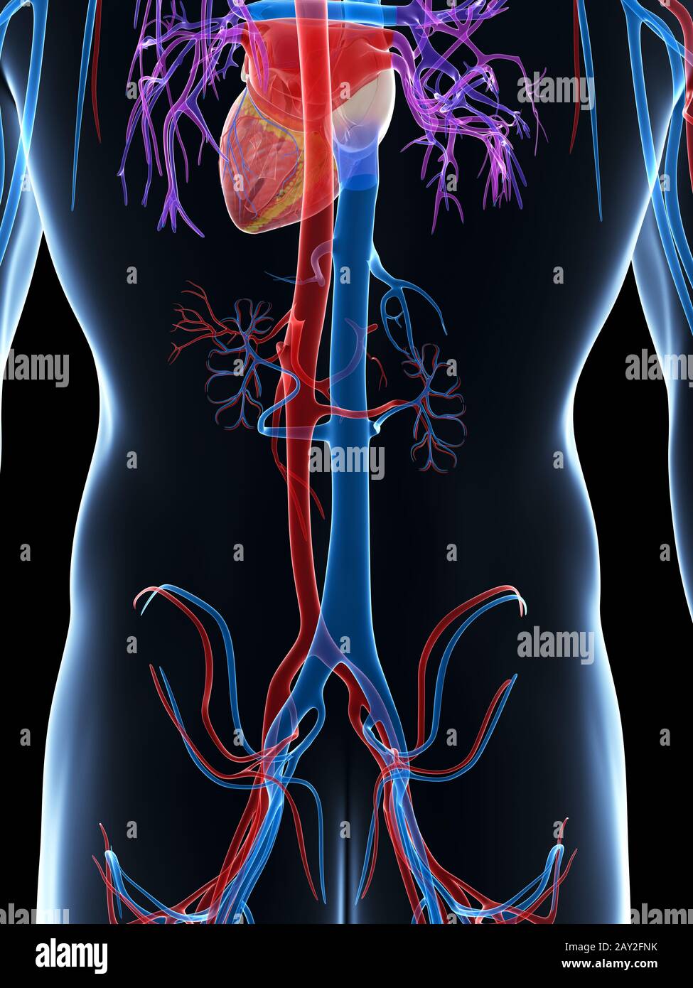 3d rendered illustration of the human vascular system Stock Photo - Alamy