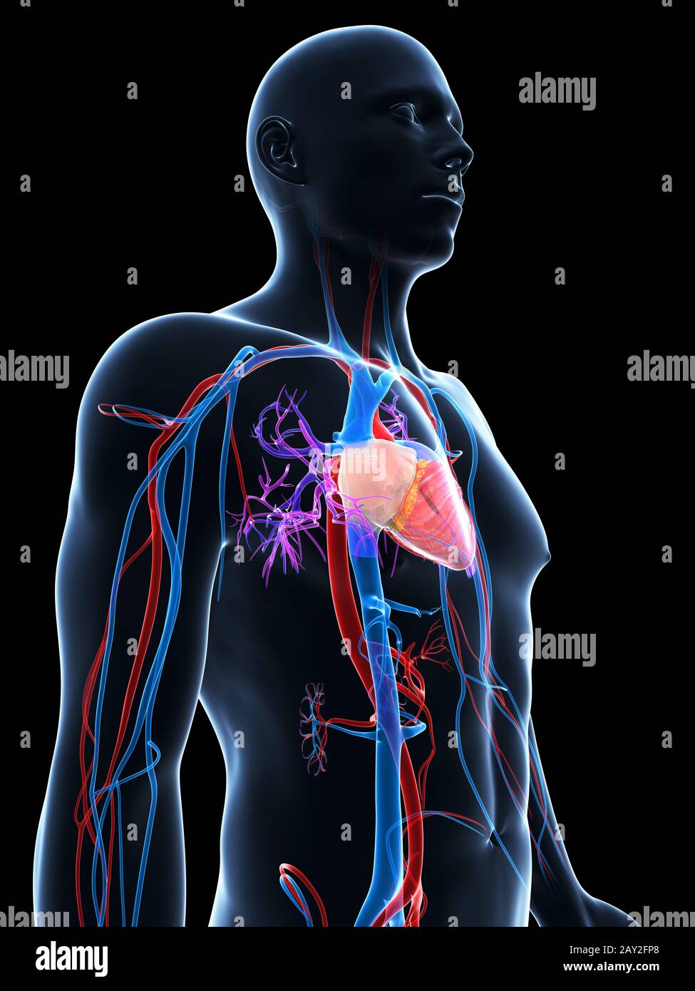 3d rendered illustration of the human vascular system Stock Photo - Alamy