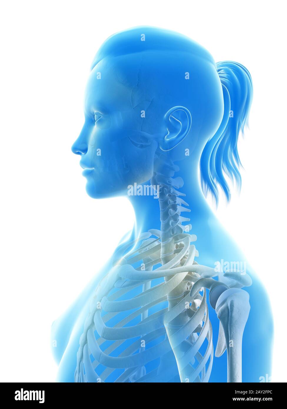 rendered illustration of the cervical spine Stock Photo - Alamy