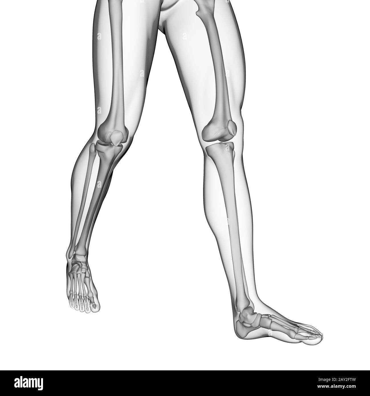 3d rendered illustration of the leg bones Stock Photo - Alamy