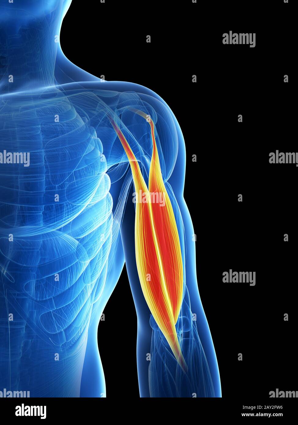 Musculus biceps brachii hi-res stock photography and images - Alamy