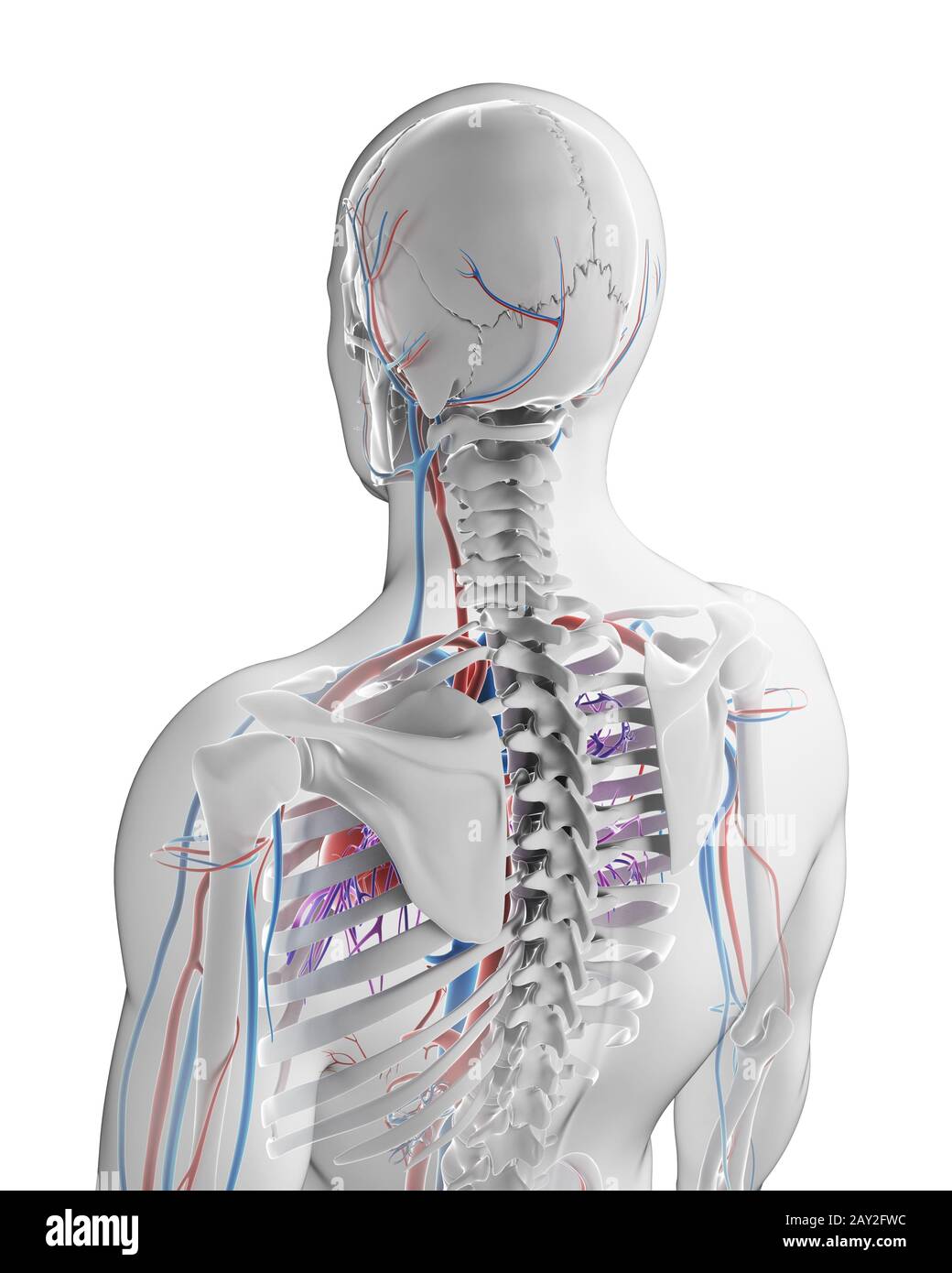 3d rendered illustration - vascular system Stock Photo - Alamy