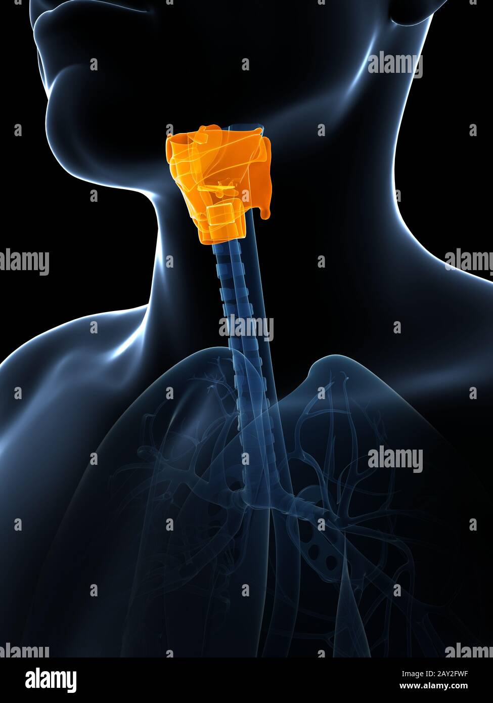 3d rendered illustration of thelarnyx anatomy Stock Photo - Alamy