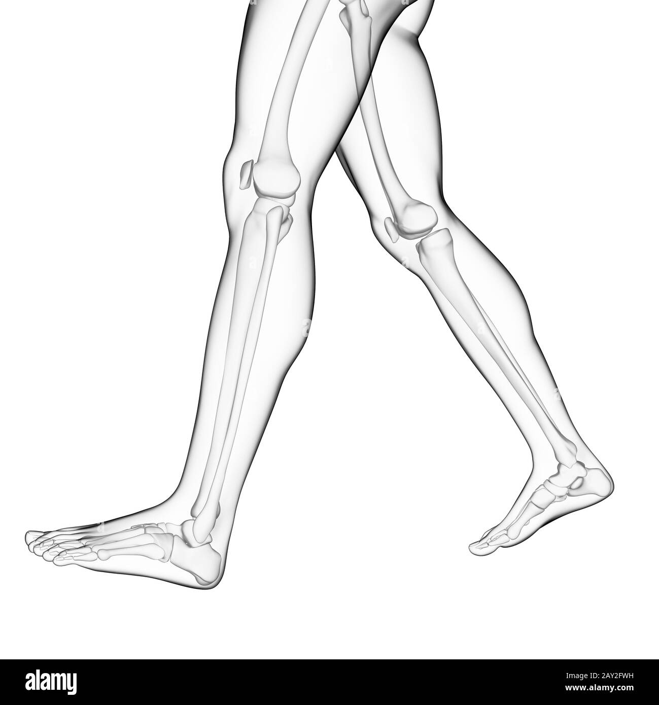3d rendered illustration of the leg bones Stock Photo - Alamy