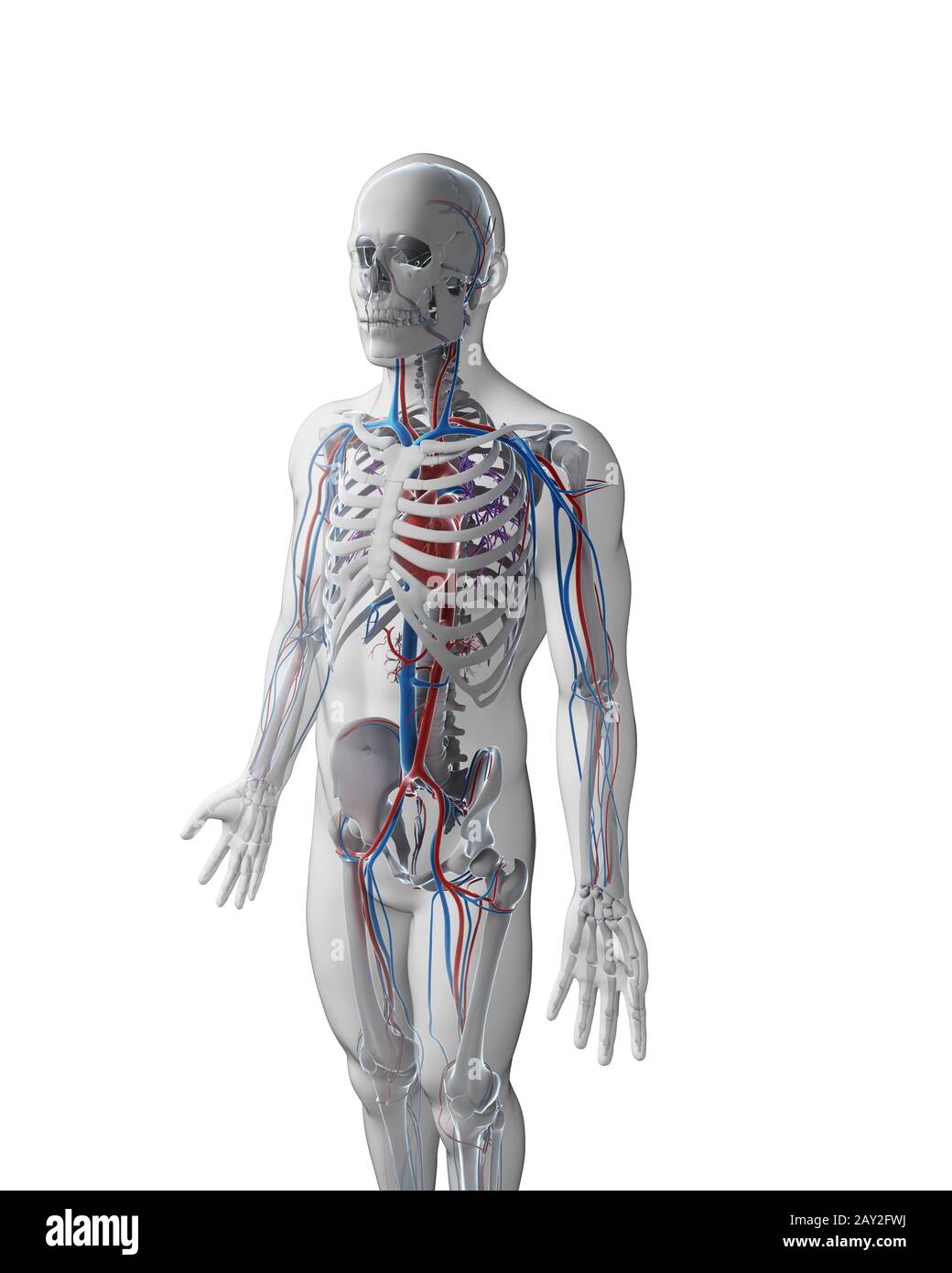 3d rendered illustration - vascular system Stock Photo - Alamy