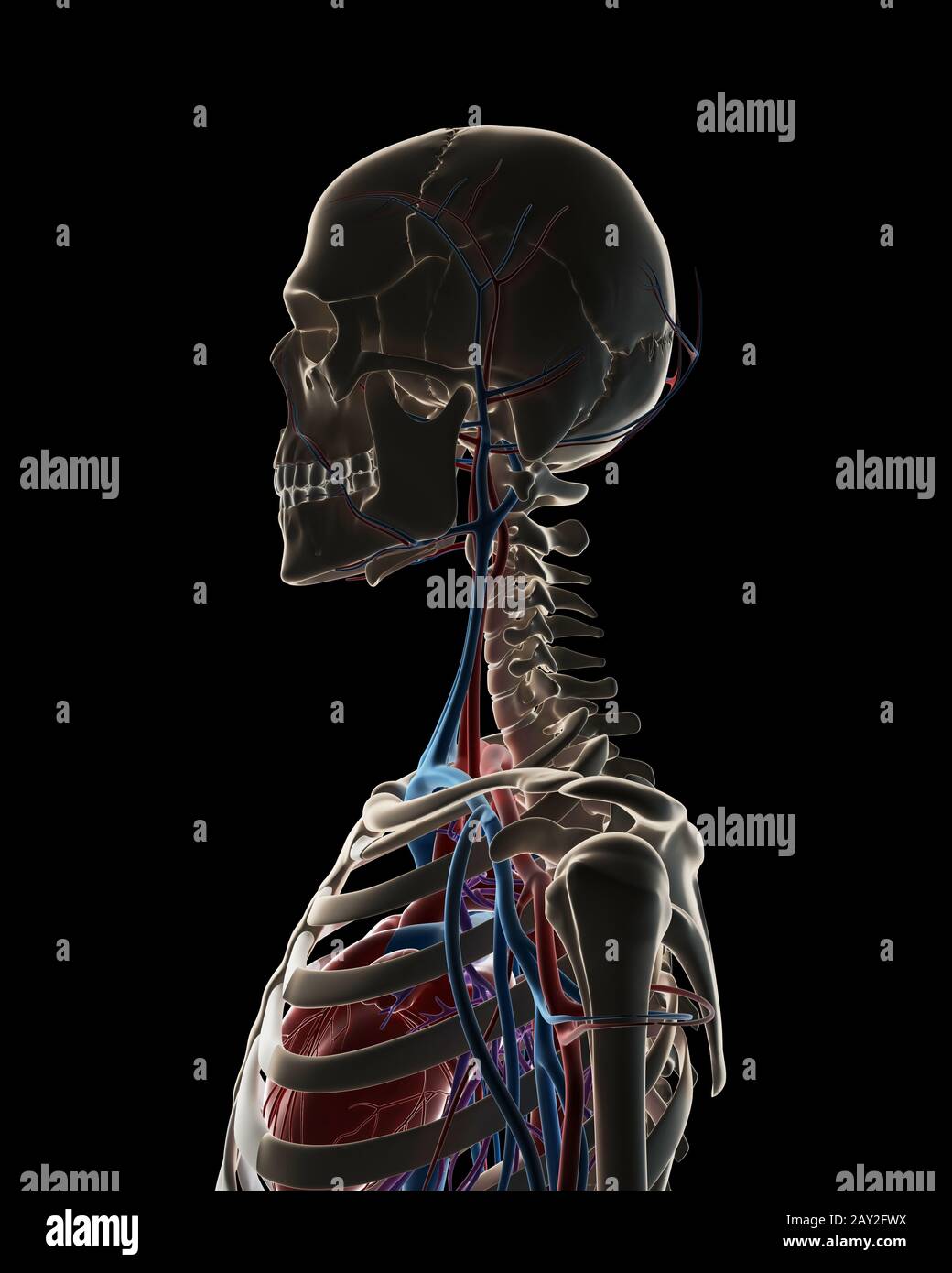 3d rendered illustration - vascular system Stock Photo - Alamy