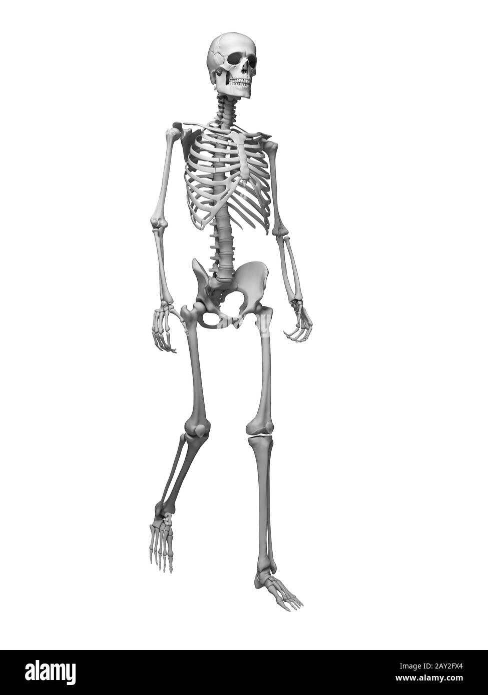 3d rendered medical illustration - walking skeleton Stock Photo - Alamy