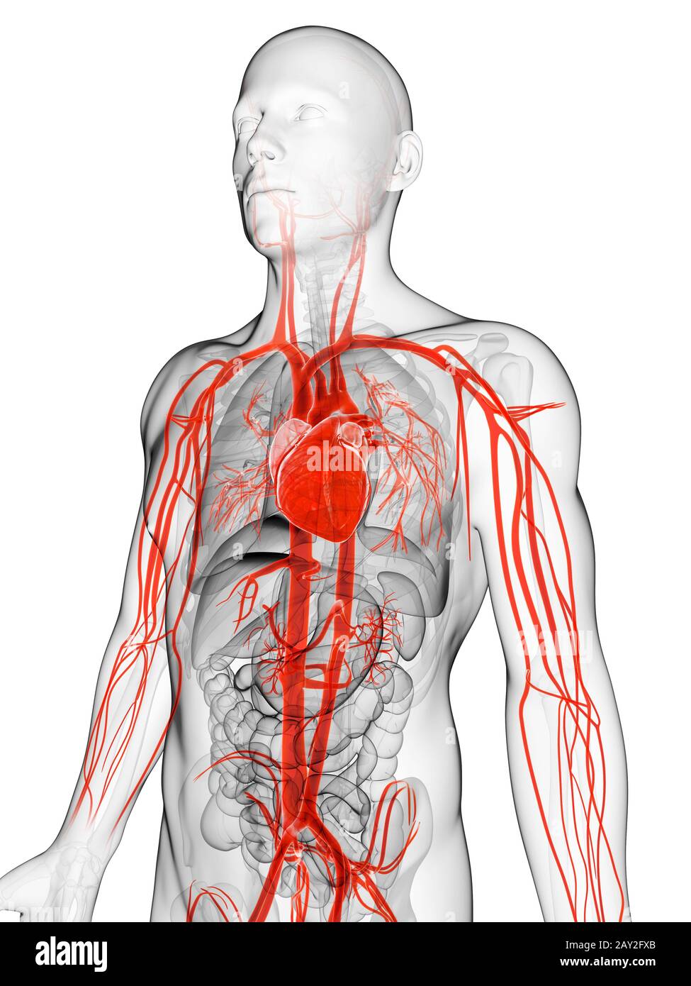 3d rendered illustration of the human vascular system Stock Photo - Alamy