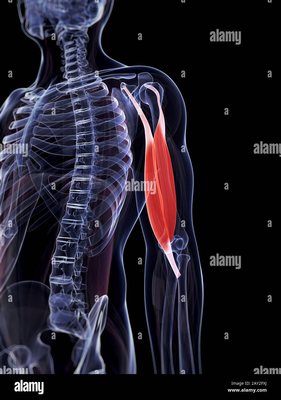 3d rendered illustration of the biceps Stock Photo - Alamy