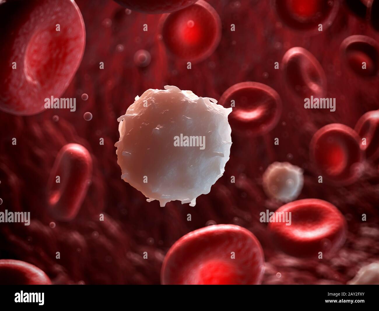 White blood cell microscope hi-res stock photography and images - Alamy