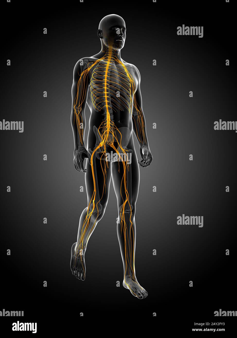 3d rendered medical illustration - nerve system Stock Photo - Alamy