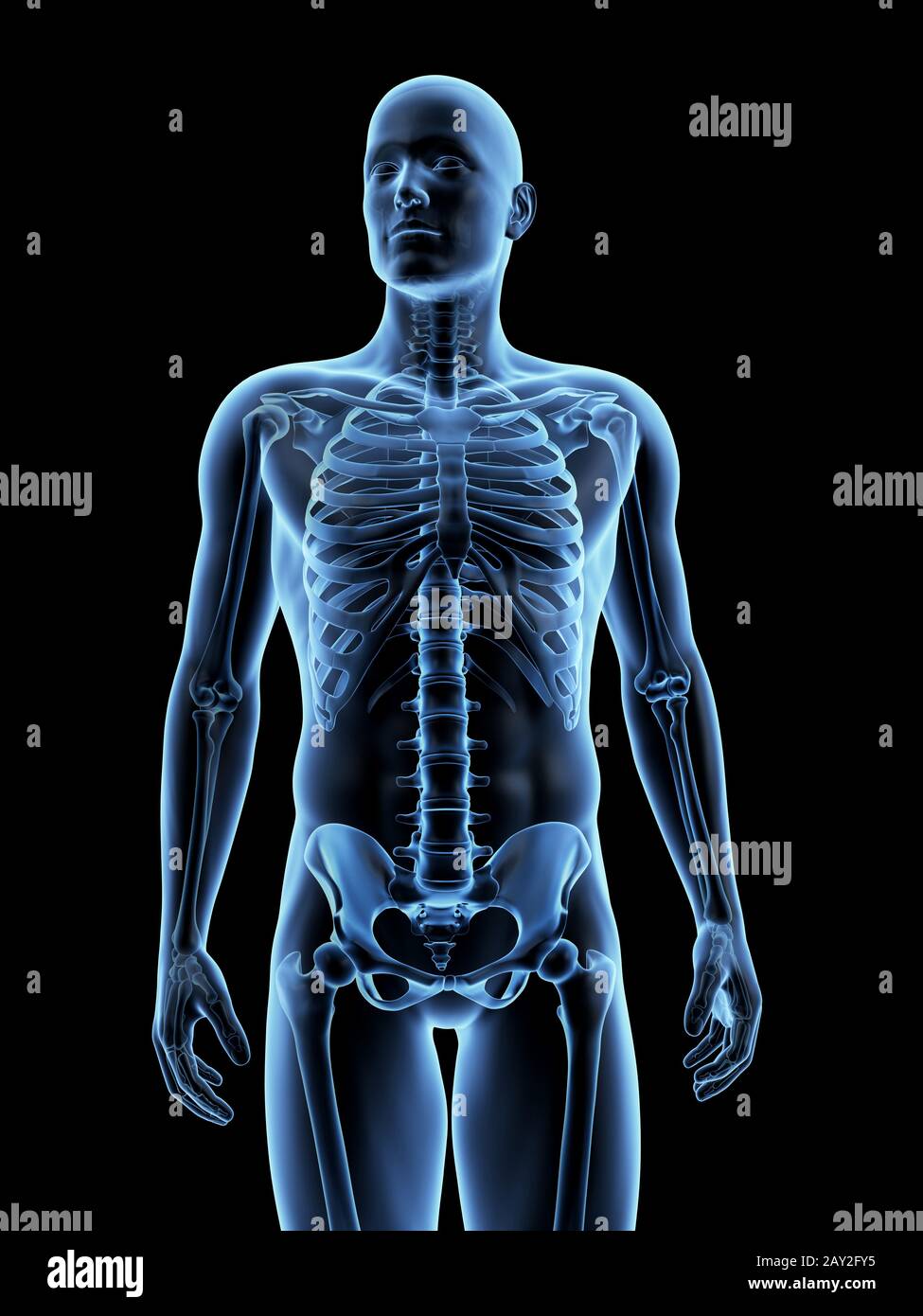 Male skeleton hi-res stock photography and images - Alamy
