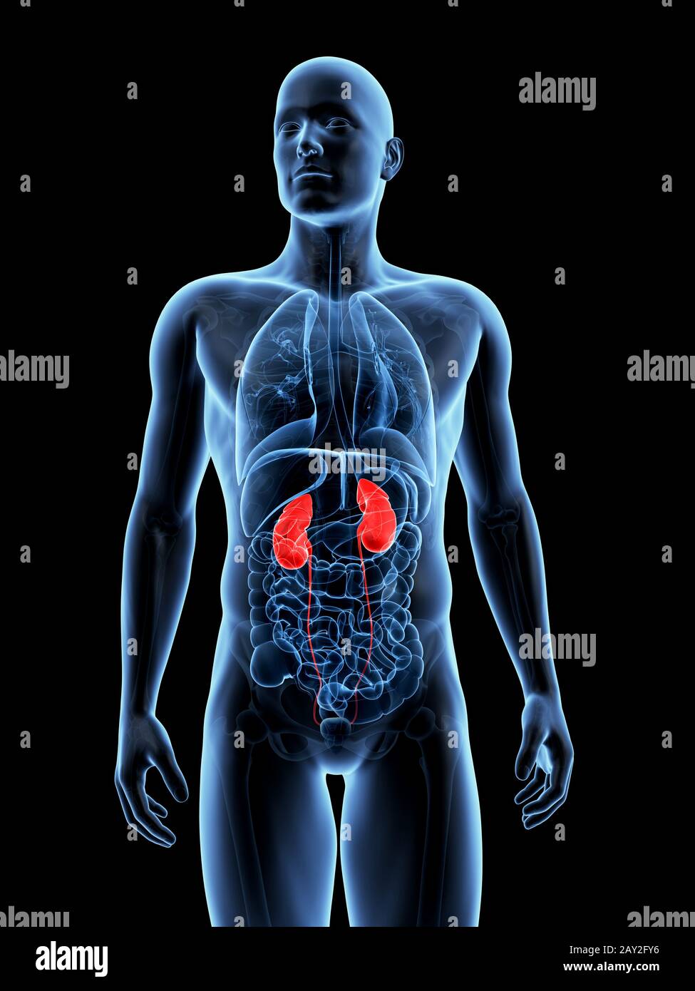 3d rendered illustration of the male kidneys Stock Photo - Alamy