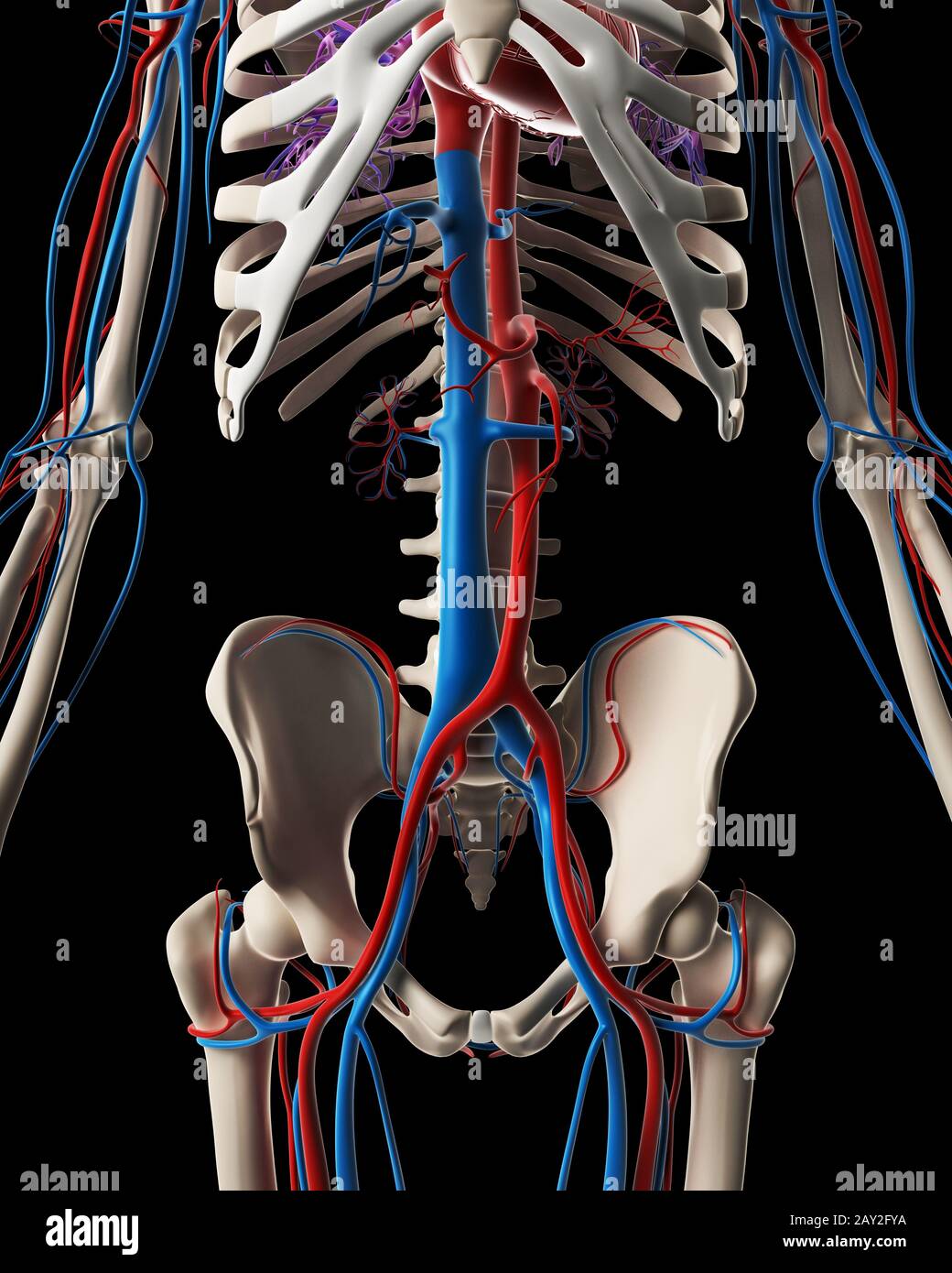 3d rendered illustration - vascular system Stock Photo - Alamy