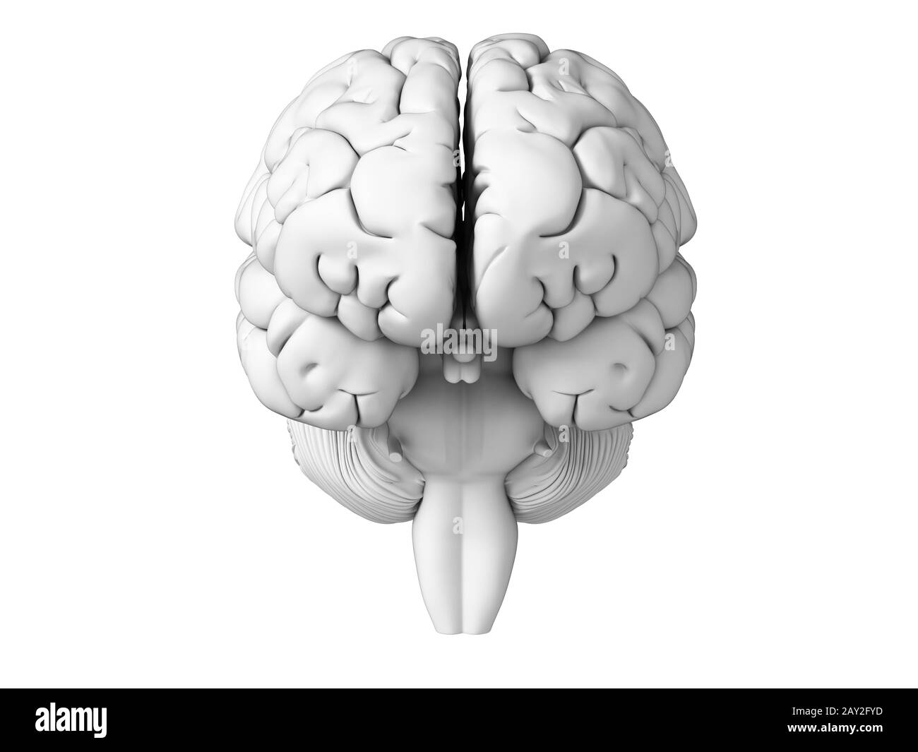 3d rendered illustration - white brian Stock Photo - Alamy