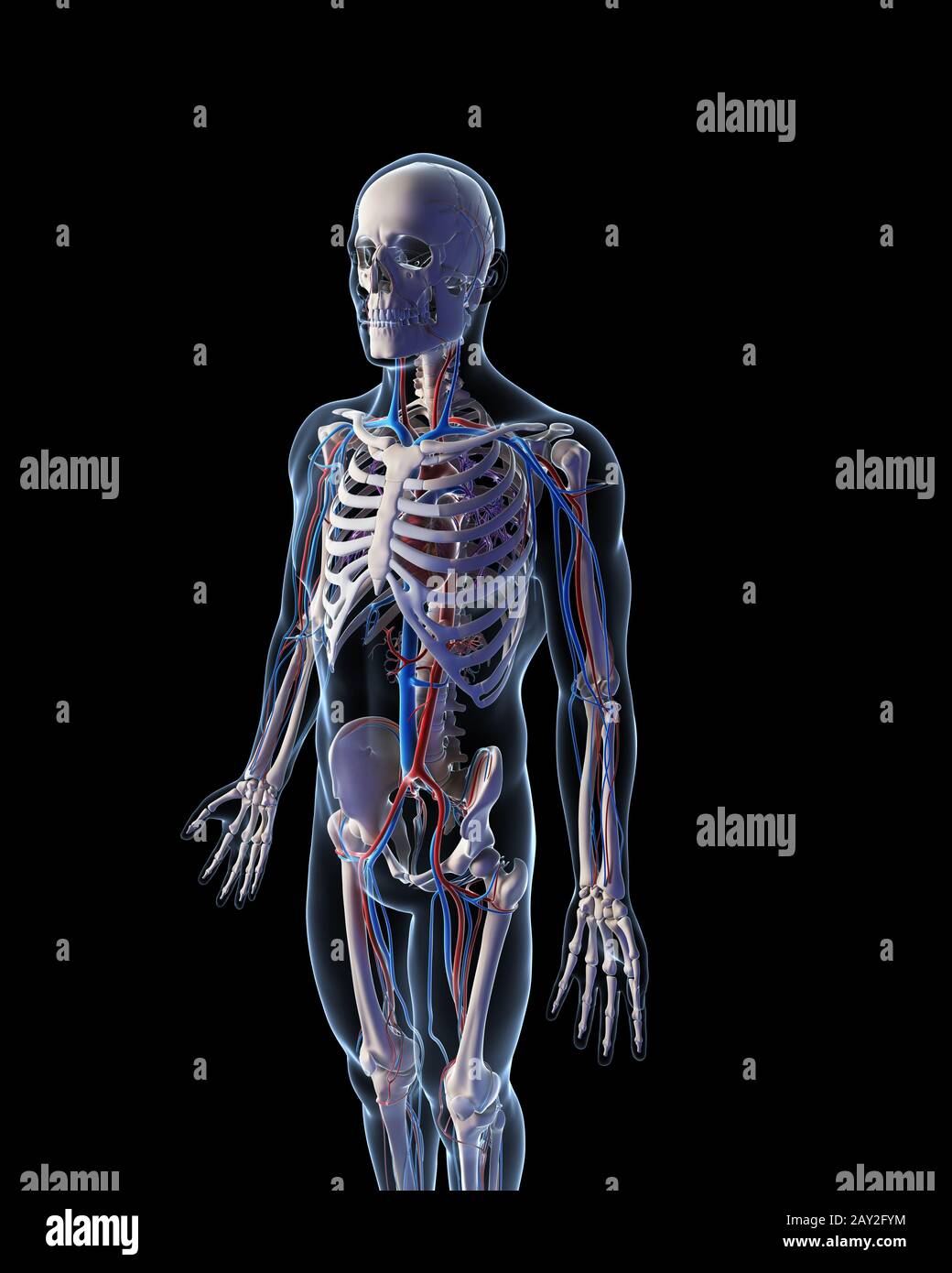 3d rendered illustration - vascular system Stock Photo - Alamy