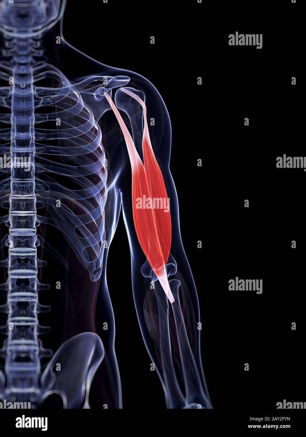 3d rendered illustration of the biceps Stock Photo - Alamy
