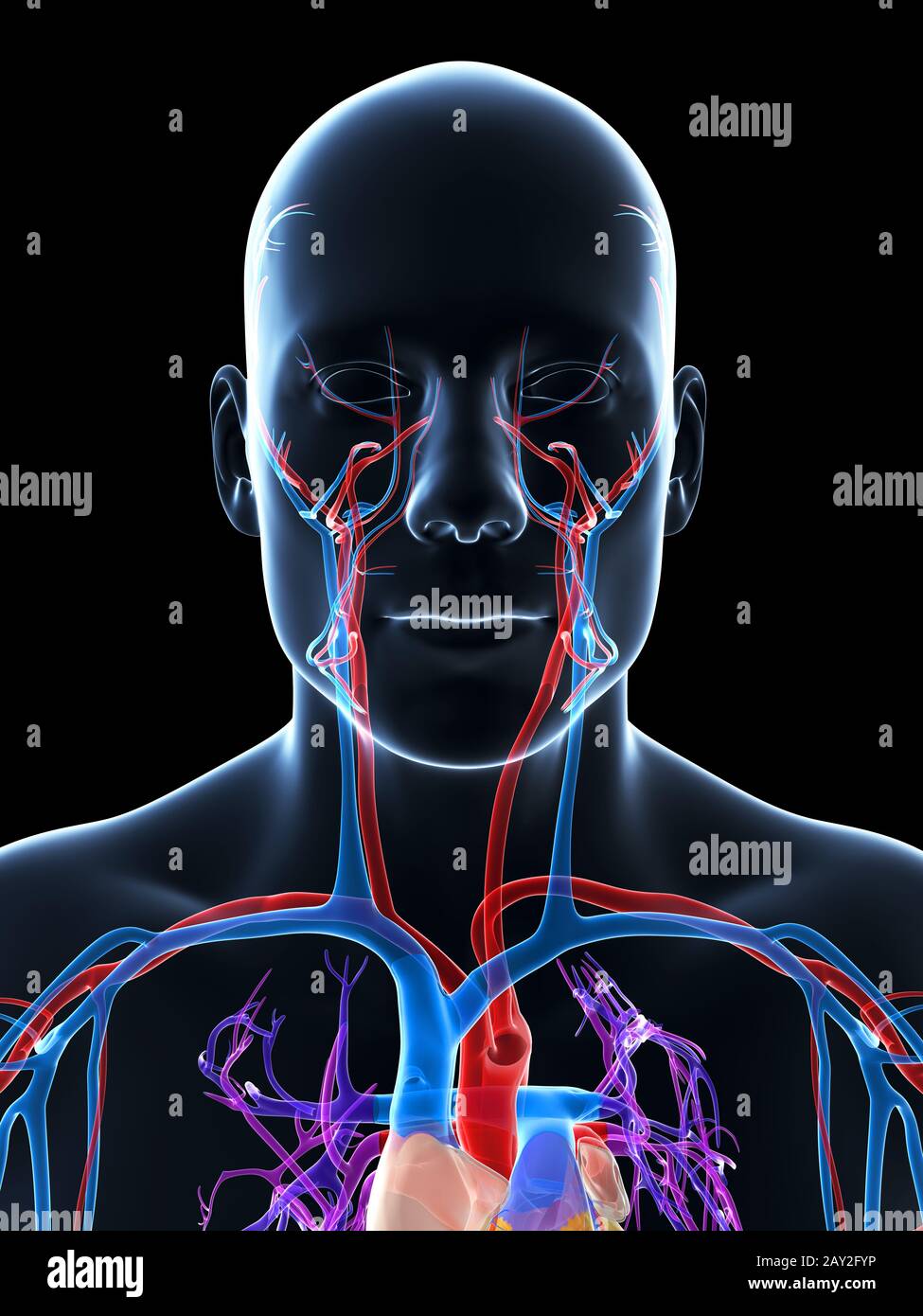 3d rendered illustration of the human vascular system Stock Photo - Alamy