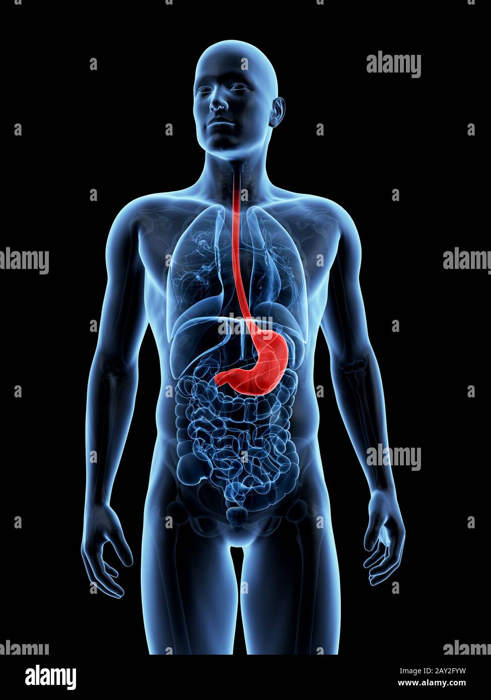 3d rendered illustration of the male stomach Stock Photo - Alamy