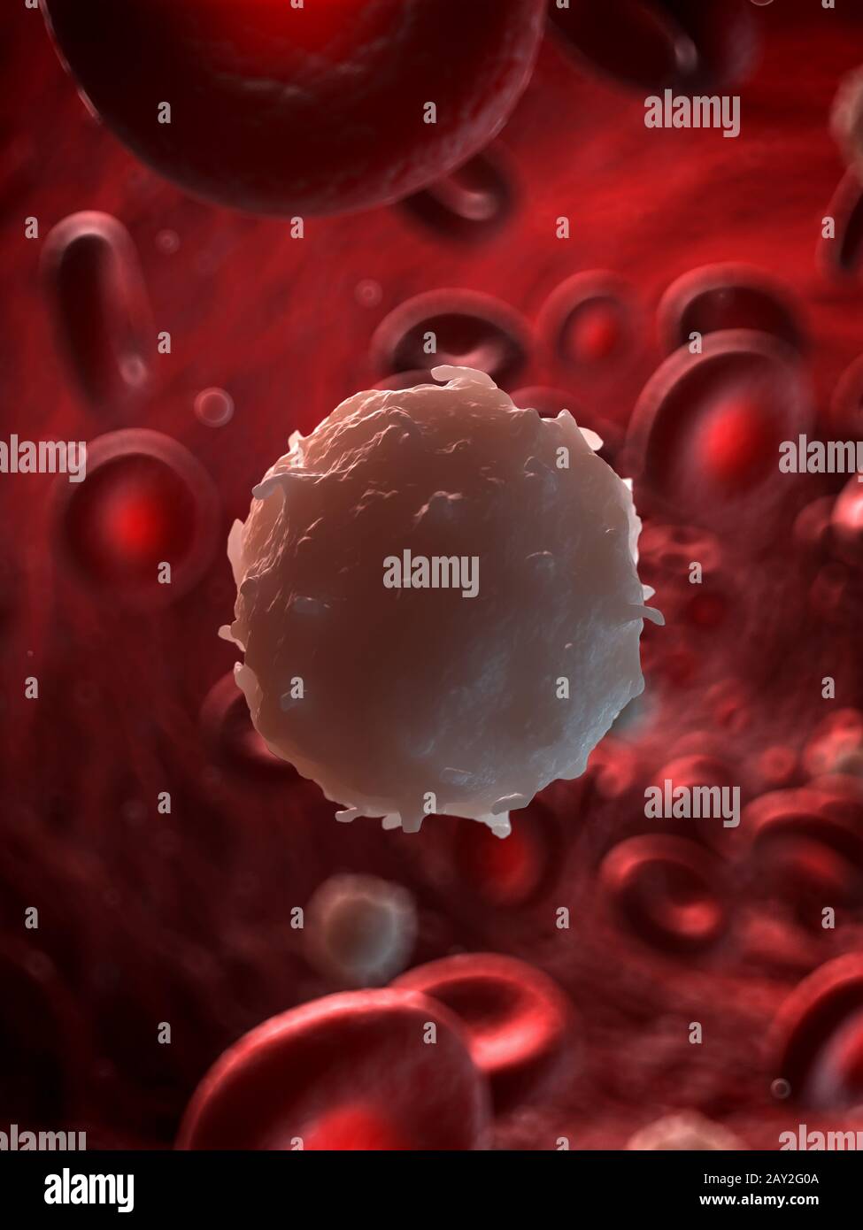 White blood cell microscope hi-res stock photography and images - Alamy