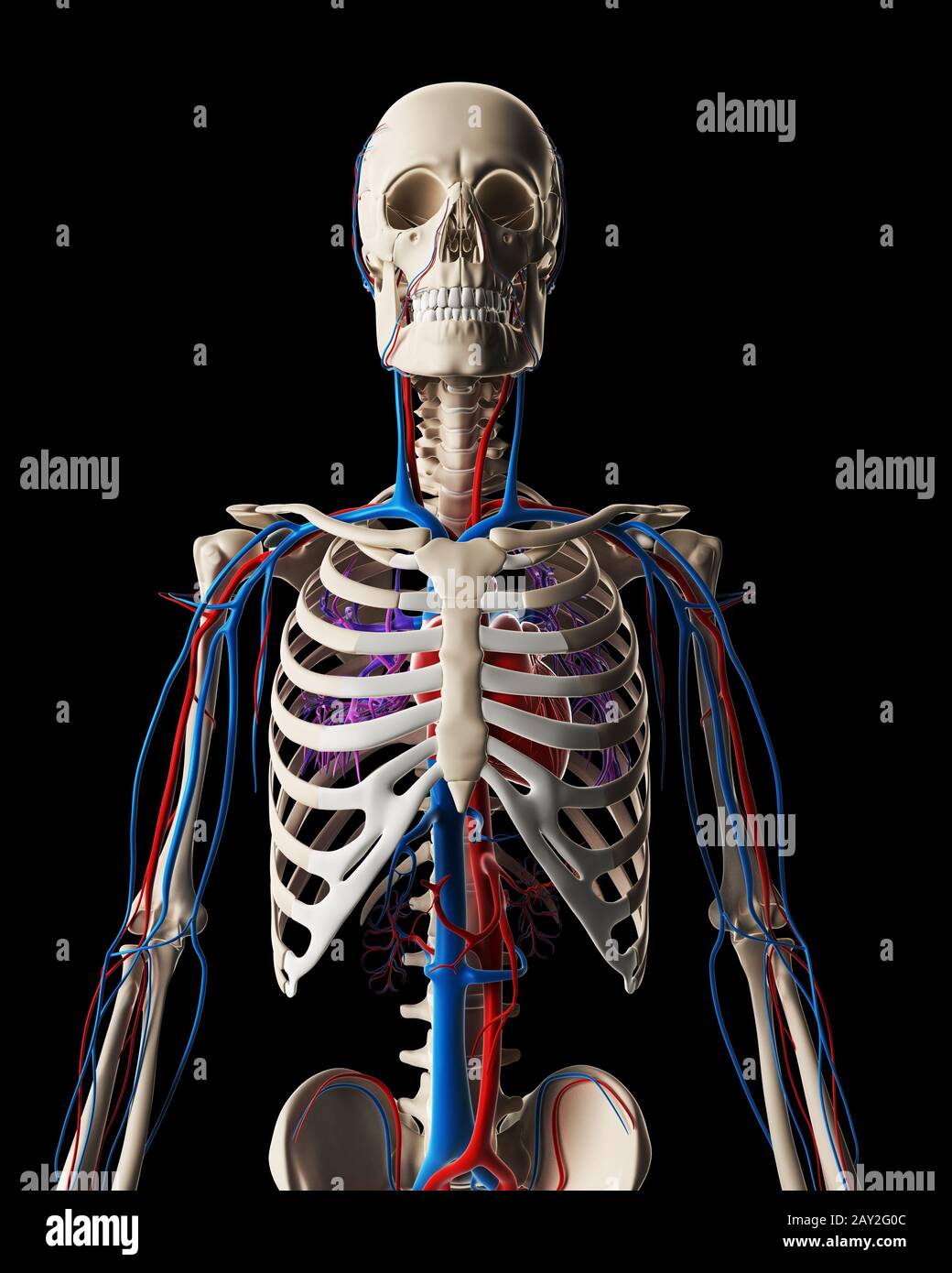 3d rendered illustration - vascular system Stock Photo - Alamy